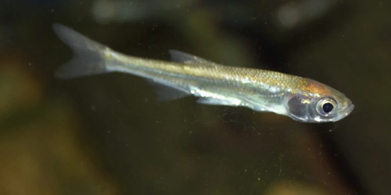 How To Rig Gulp Minnows 10 Effective Methods 2025